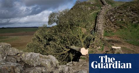 Sycamore Gap Man 60 Arrested In Connection With Felled Tree Uk
