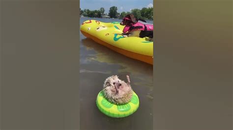 เม่นน้อยเล่นน้ำ🦔🛟 Youtube