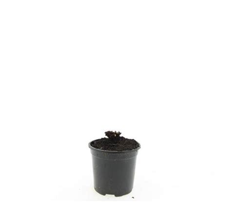 Geranium Rozanne Green Solutions