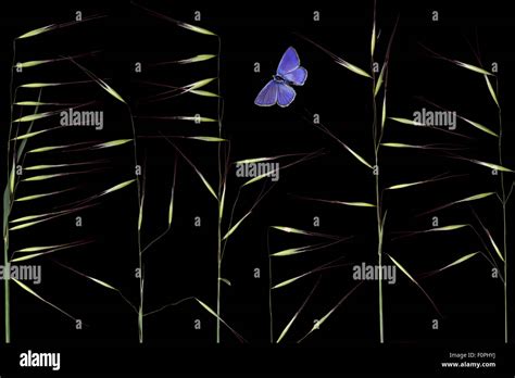 Winter Wild Oat Avena Ludoviciana And Eschers Blue Butterfly
