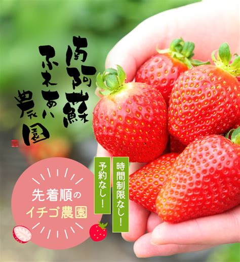 南阿蘇ふれあい農園｜熊本県阿蘇郡にて「予約なし」でいちご狩り！