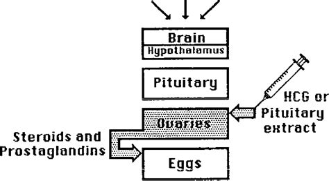 Figure 2 From Hormonal Control Of Reproduction In Fish For Induced