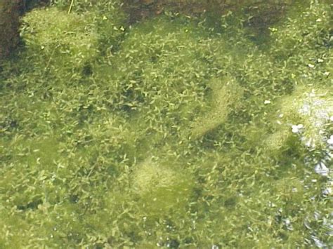 Facts About Duckweed Fact File