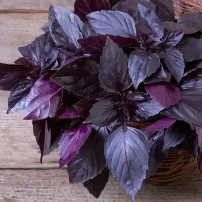 Different Varieties And Types Of Basil Tulsi Understanding Their
