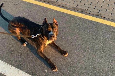 Названы породы собак с невыносимым характером ведут себя как коты обижаются и мстят новости