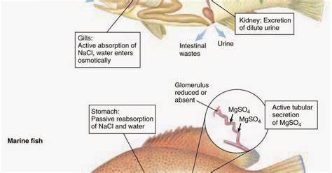Knowledge Class Osmoregulation In Different Environments