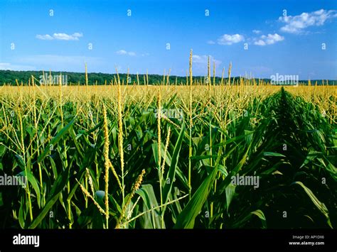 Agriculture Large Field Of Mid Growth Grain Corn Showing Closeup