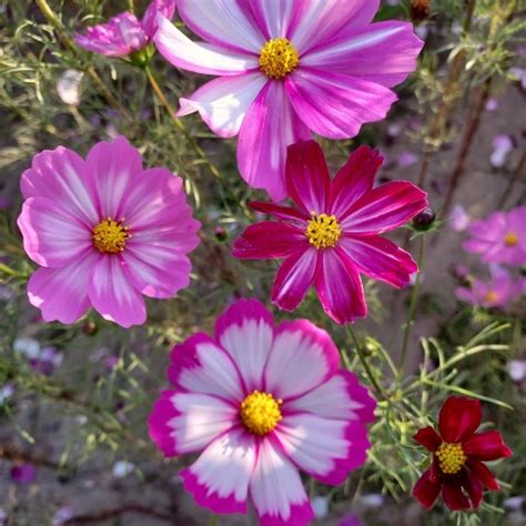 오브리 Obli Youtube