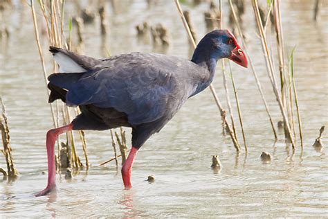 Calamón Común Va De Aves