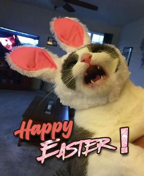 Happy Easter Imgur Album On Imgur Happy Easter Imgur Album On Imgur