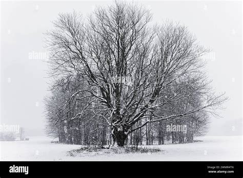 Maple Tree In Heavily Falling Snow Mecosta County Michigan USA Stock