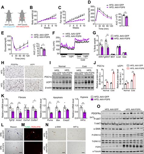 Fibroblast Growth Factor 6 Promotes Adipocyte Progenitor Cell