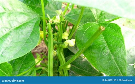 Plantas De Frijol Francesas Con Flores Y Frutas Foto De Archivo