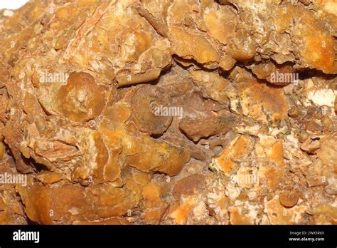 Accumulation Of Fossil Fauna In Stone Segments Of Sea Lilies Plates