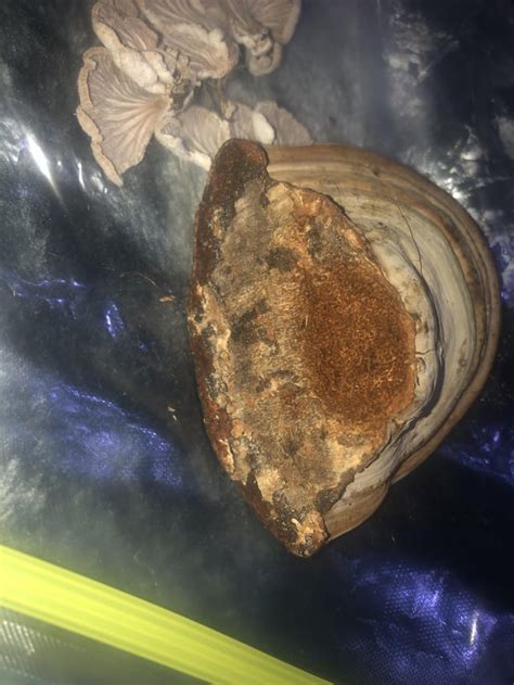 Ganoderma Found On Fallen Oak Tree In East Central Florida R