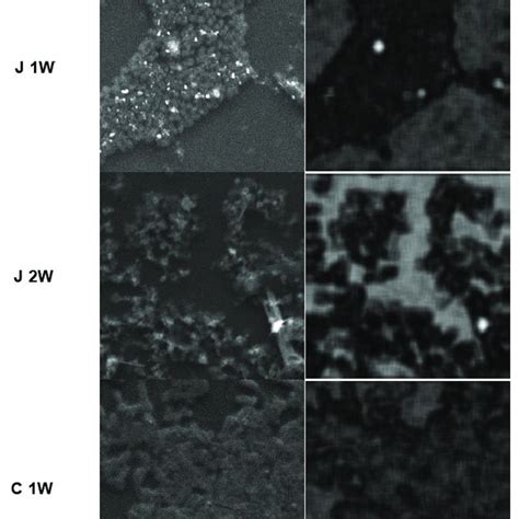 Investigation Of Surface Structures On Orthodontic Alignments Using