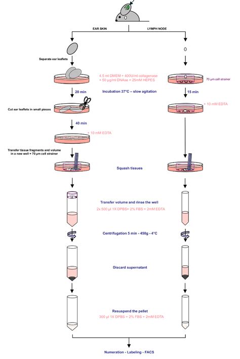 Myeloid Cell Isolation From Mouse Skin And Draining Lymph Node Following Intradermal