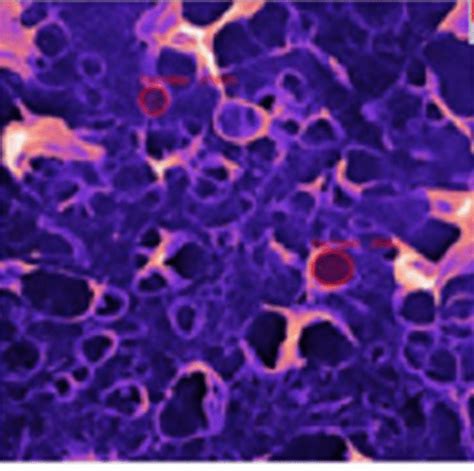 J Mater Sci Mater Electron 1 3 Composition Of Nio Calculated From Edx Download Scientific