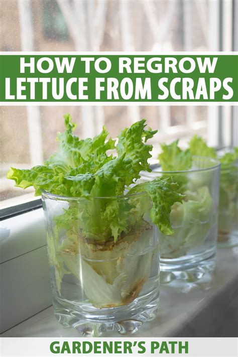 Lettuce Growing Stages Superior Quality