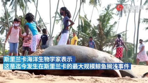 斯里兰卡：约120头鲸鱼在科伦坡集体搁浅凤凰网视频凤凰网