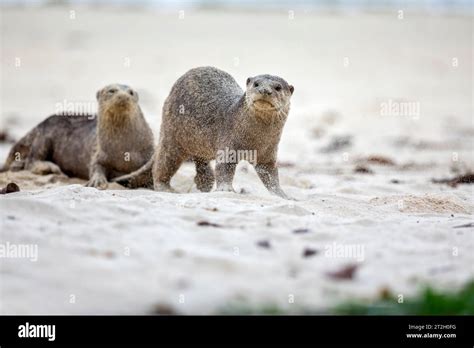 A Pair Of Smooth Coated Otter Mark Their Territory On Pasir Ris Beach