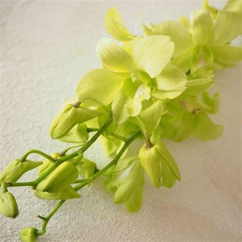 緑色の花｜花色で探す｜切花情報サイト／ハナラボノート
