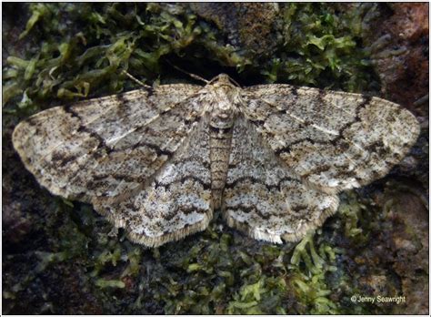 Irish Moths The Engrailed Small Engrailed