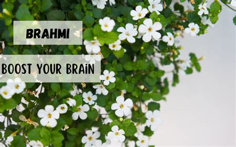 Boost Your Brain With Brahmi Healthy Poshan
