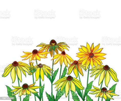 벡터 윤곽선 Rudbeckia Hirta 또는 검은 수잔 꽃 녹색 잎으로 꽃다발 하 고 노란색 흰색 배경에 고립 된 꽃 봉 오리