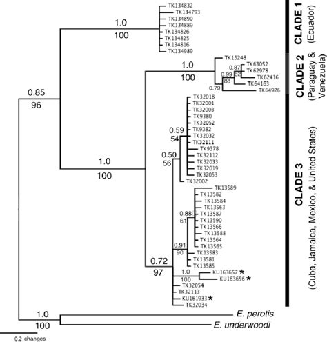 —bayesian Tree Generated From 705 Base Pairs Of The Cytochrome B Gene