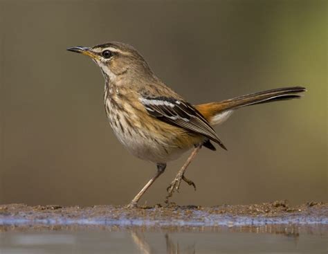 White Browed Scrub Robin Owen Deutsch Photography
