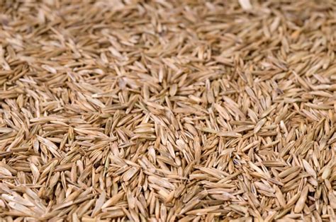 Biology Of Grass Seed Germination International Greenkeepers For Hire