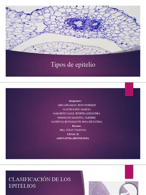 Histología Ppt 01 Pdf Epitelio Anatomía
