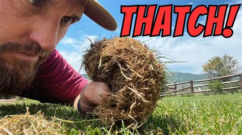 Do Liquid Dethatchers Work Lawn Thatch Reduction In One Easy Step