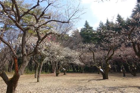 光が丘公園の梅林 2025年の見頃と現在の開花状況は 歩いてみたブログ