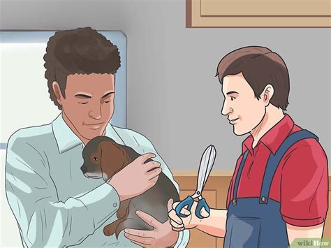 5 Formas De Cuidar A Un Cocker Spaniel Wikihow