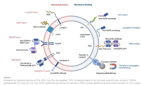 Figure 1 From Application Of Engineered Extracellular Vesicles To