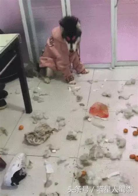 哈士奇拆家被教訓，竟如此回應暴怒主人，網友看了直呼該打 每日頭條