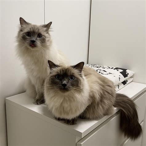 Appa And Momo Appa Snuck In A Blep Rblep