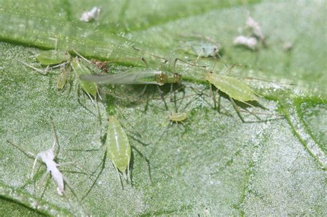 Common Tomato Plant Pests