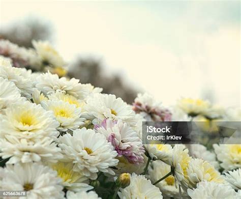 흰색 노란색과 분홍색 카모마일 국화 꽃 추상적인 꽃 자연 계절에 대한 스톡 사진 및 기타 이미지 계절 국화 꽃 나무