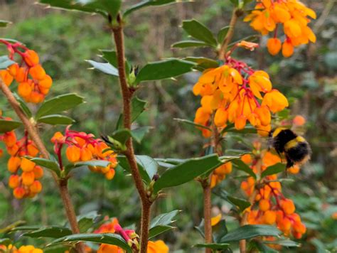 Berberis Darwinii App4future