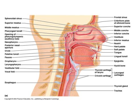 Kin Chapter Respiratory System Flashcards Quizlet