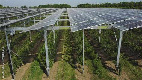 Crops Growing Under The Solar Panel Agrivoltaics System Aerial
