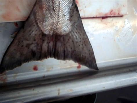 Free Picture King Salmon Chinook Salmon Tail Oncorhynchus