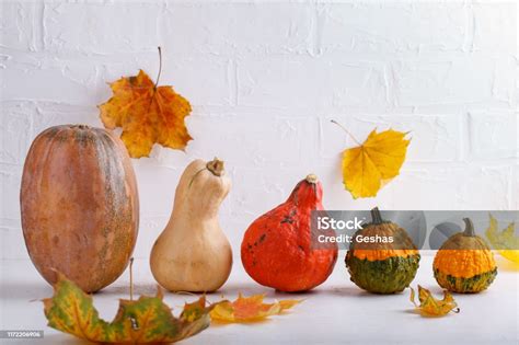 호박의 다른 종류와 흰색 배경에 화려한 가을 잎가을 가을 구성 공간을 복사합니다 가을 무드 가을 시즌 컨셉 10월에 대한 스톡 사진 및 기타 이미지 Istock