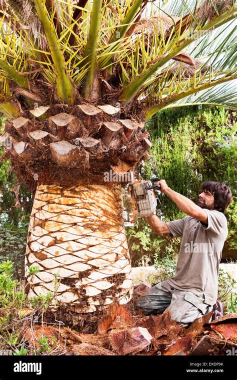 Bending Palm Tree Hi Res Stock Photography And Images Alamy