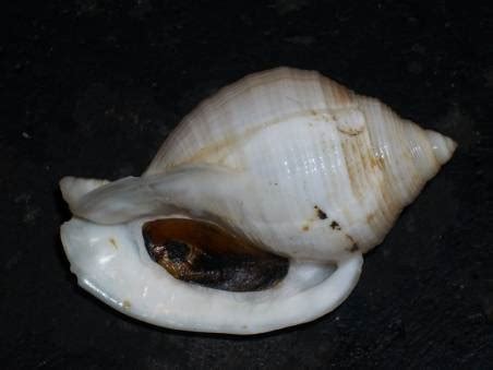 Shellauction Net Galeodea Echinophora F Adriatica