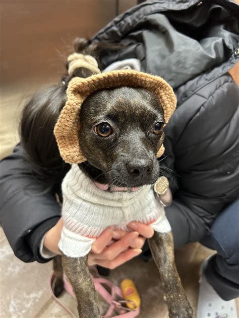 The Best Foster Fail Scrolller