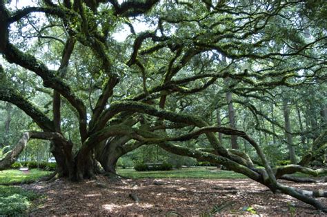 Live Oak Society Louisiana Garden Club Federation Inc